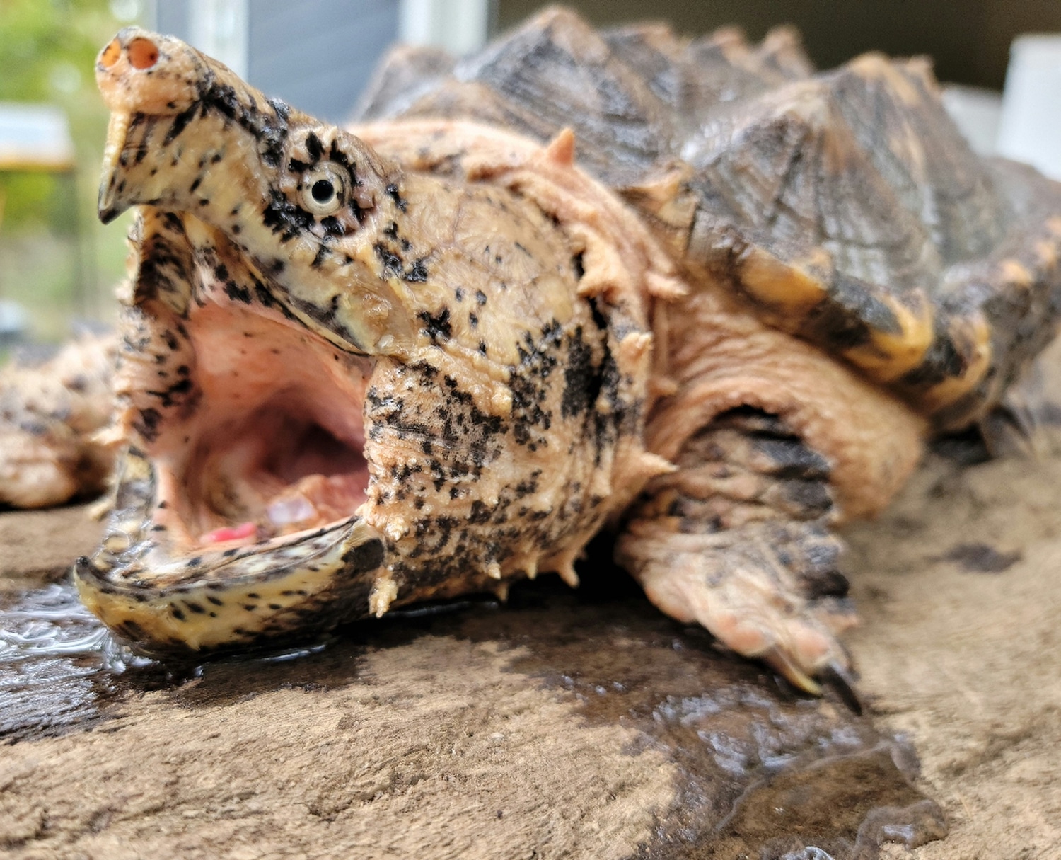 9" Hypomelanistic Ast Snapping Turtle by A&BExotics - MorphMarket