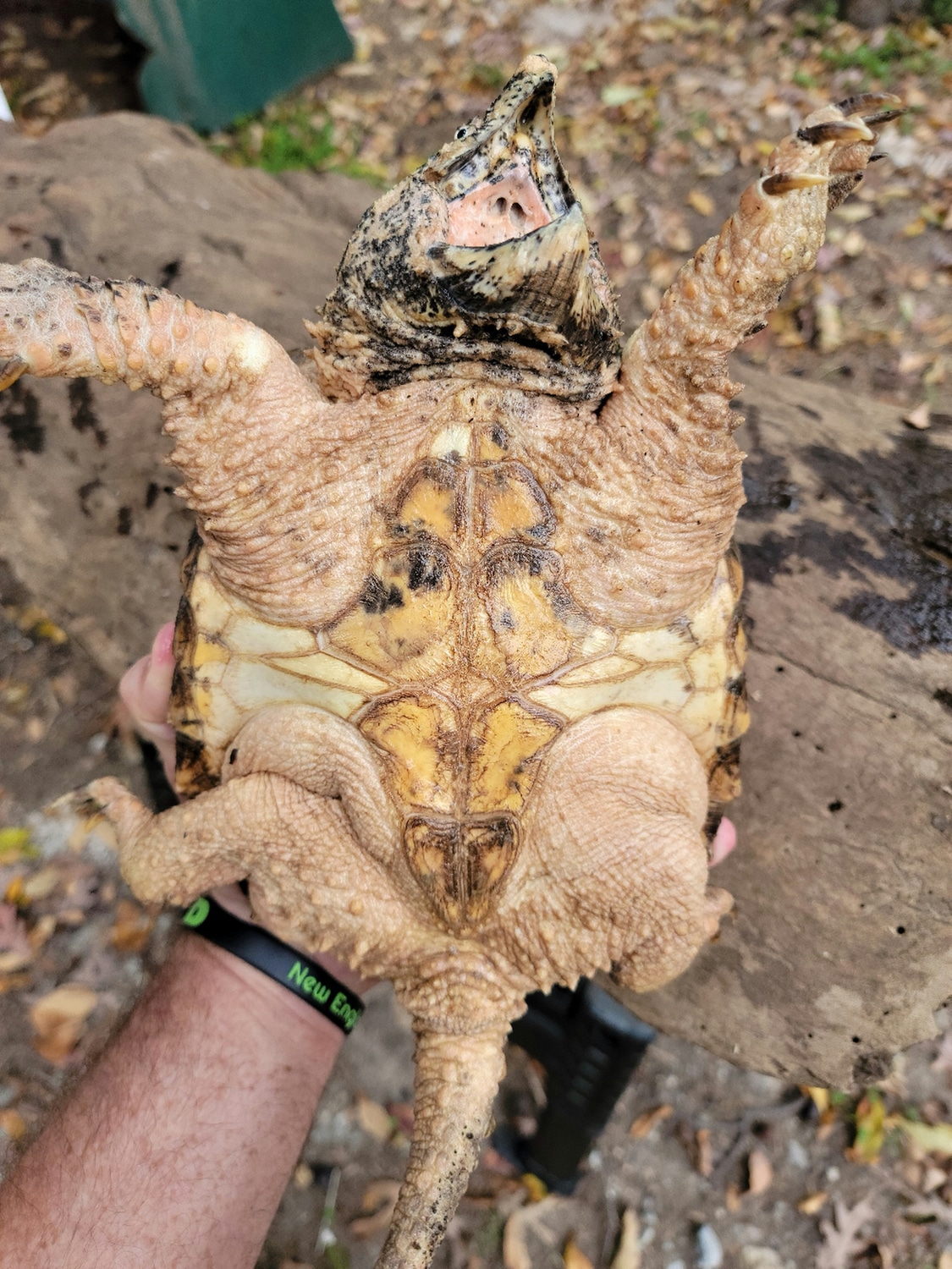 9" Hypomelanistic Ast Snapping Turtle by A&BExotics - MorphMarket