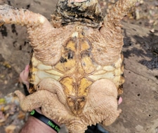 9" Hypomelanistic Ast Snapping Turtle by A&BExotics - MorphMarket