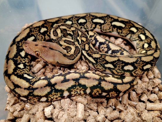 1.1 Tiger/ Normal Triple Het Albino Pied Ocelot Pair Reticulated Python ...