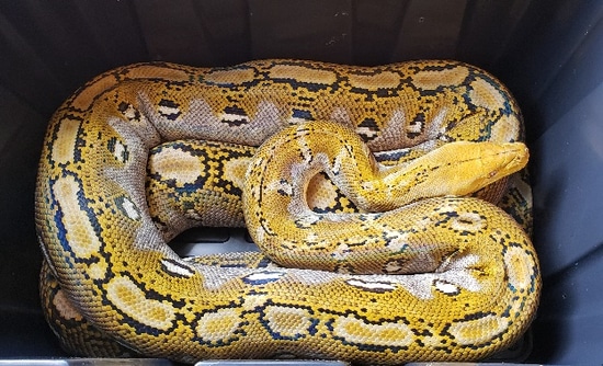 Bacan Reticulated Python by A&BExotics