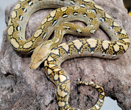 22 Bacan Het Ocelot Reticulated Python by A&BExotics - MorphMarket