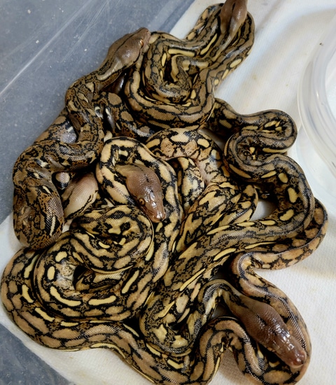 Blue Hypo Caramel Ocelot Makers Reticulated Python by A&BExotics