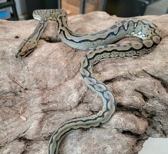 Male Ocelot 66% Het Indo / Or Albino Reticulated Python by A&BExotics