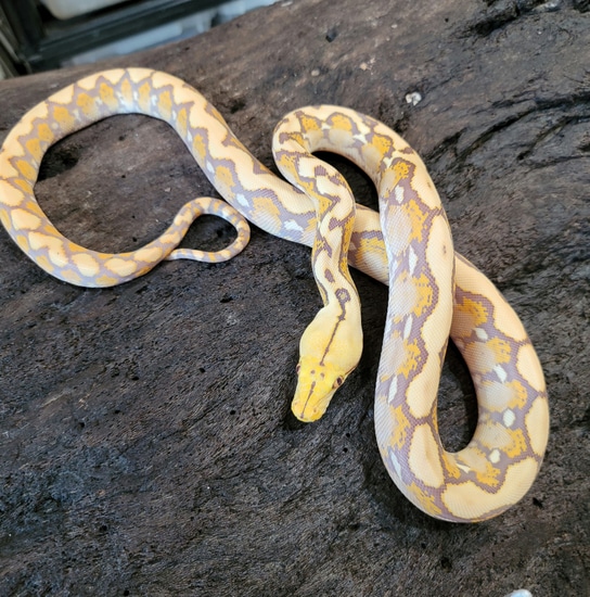 0.1 Orange Glow 100% Het Ocelot Reticulated Python by A&BExotics
