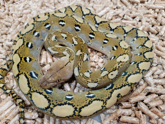22 Bacan Het Ocelot Reticulated Python by A&BExotics