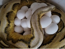 Sun Tiger 100% DH Purple OGS Reticulated Python by A&BExotics