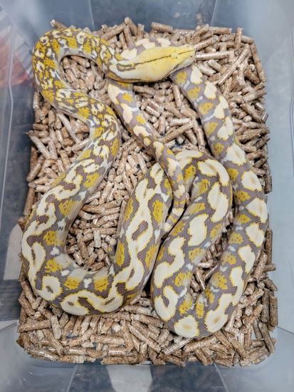 OrangeGlow 100% Het Pied Ocelot Reticulated Python by A&BExotics