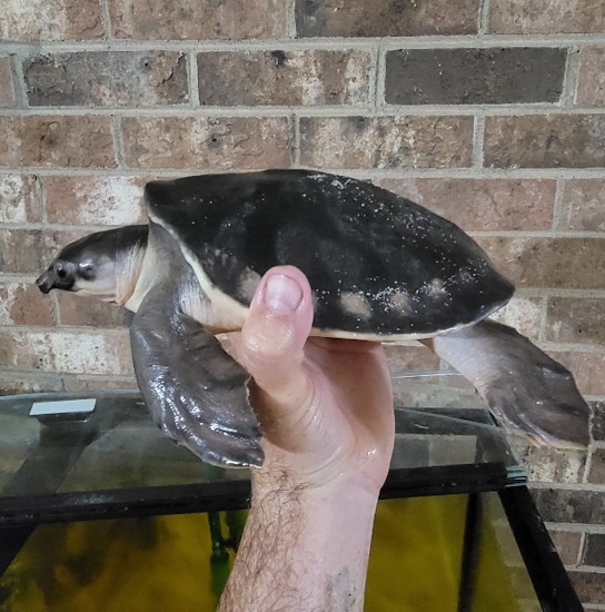 Juvenile Fly River / Pig Nose Fly River Turtle by A&BExotics
