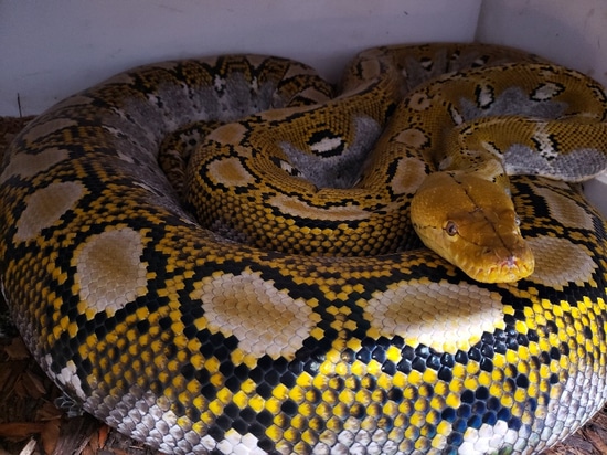 F-1 Proven Female Bacan Reticulated Python by A&BExotics