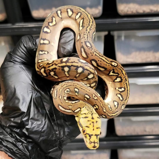Phantom Ocelot 100% Het Indo Caramel- Purple Reticulated Python by A ...