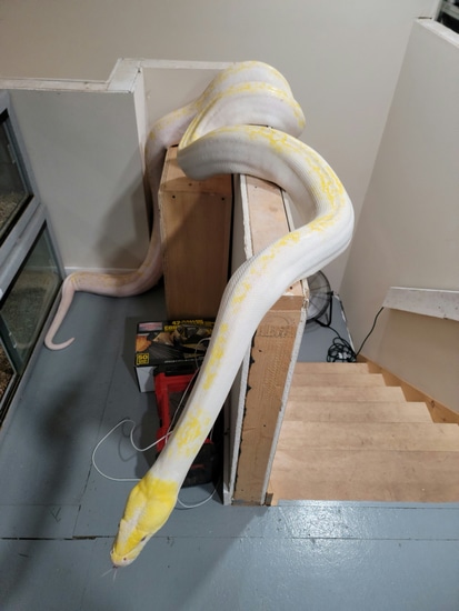 White Pied Tiger Female Reticulated Python by A&BExotics