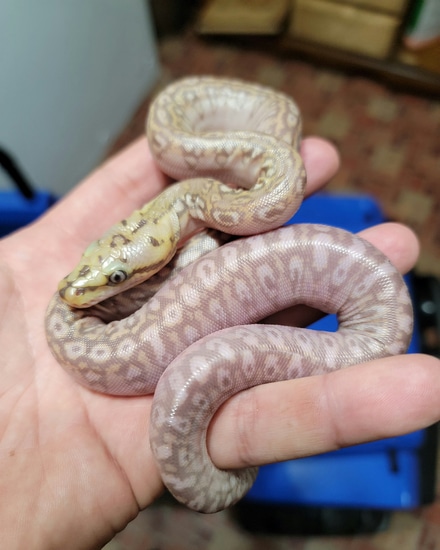 Orange Glow Phantom Ocelot Male Reticulated Python by A&BExotics