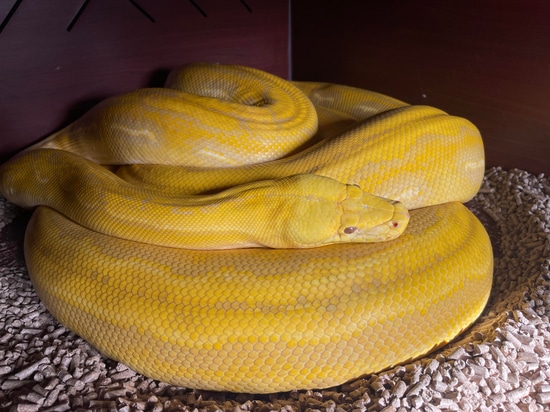 Adult Purple Platinum Phantom Tiger Reticulated Python by A&BExotics