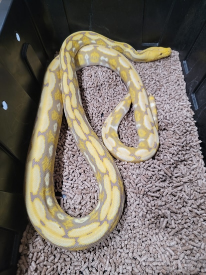 OG Pied Ocelot Tiger Project Reticulated Python by A&BExotics