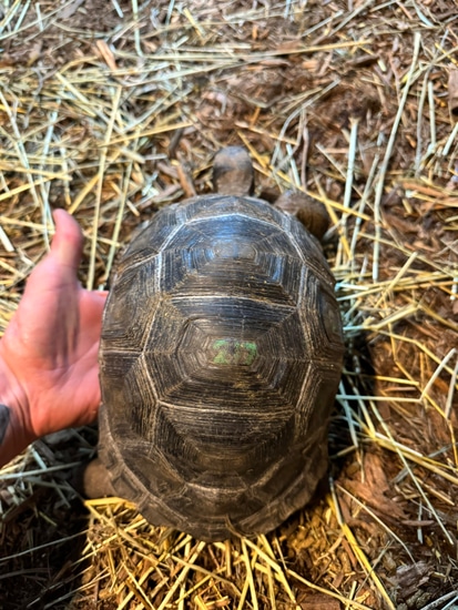 8" Aldabra Aldabra Tortoise by A&BExotics