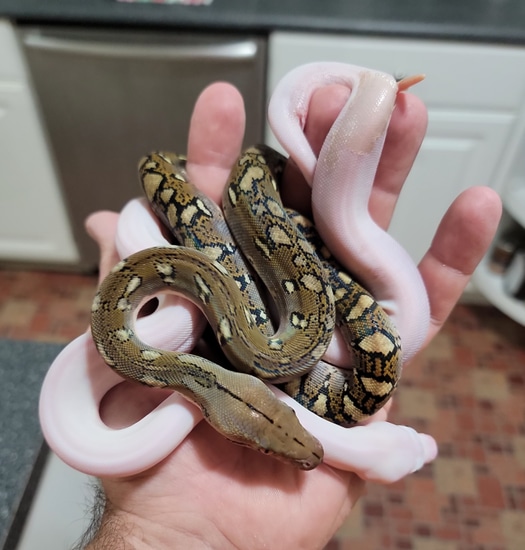 Bacan 100% Het Purples Reticulated Python by A&BExotics