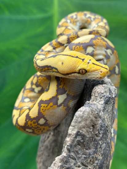 Orange Glow Het Ocelot Reticulated Python by A&BExotics