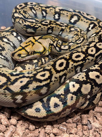 Male Ocelot Het Alb/Indo Ph Pied Reticulated Python by A&BExotics