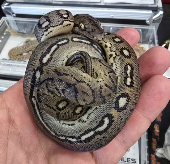 Bacan Ocelot Female Reticulated Python by A&BExotics