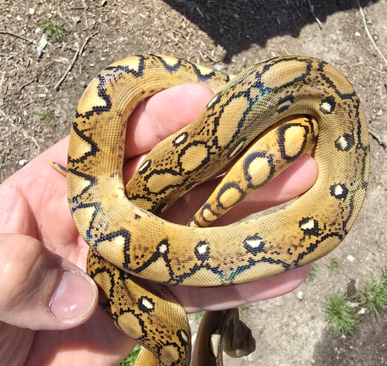 Male Bacan Sunfire Reticulated Python by A&BExotics