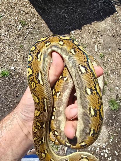 Female Phantom Dh Purple/ Indo Ocelot Reticulated Python by A&BExotics