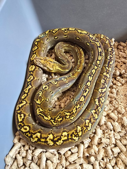 Phantom Marble Dh Purple/ Or Indo Caramel Ocelot Reticulated Python by ...