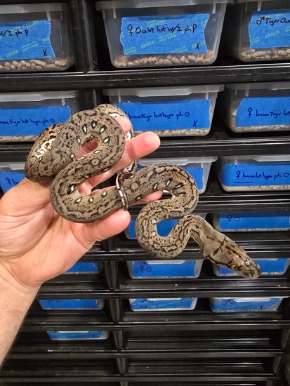 0.1 Ocelot Ph Albino Reticulated Python by A&BExotics