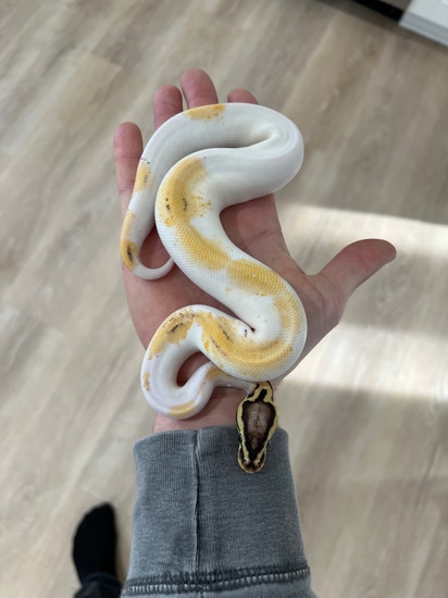 Super Pastel Orange Dream Yellowbelly Pied Het Clown Ball Python by ...
