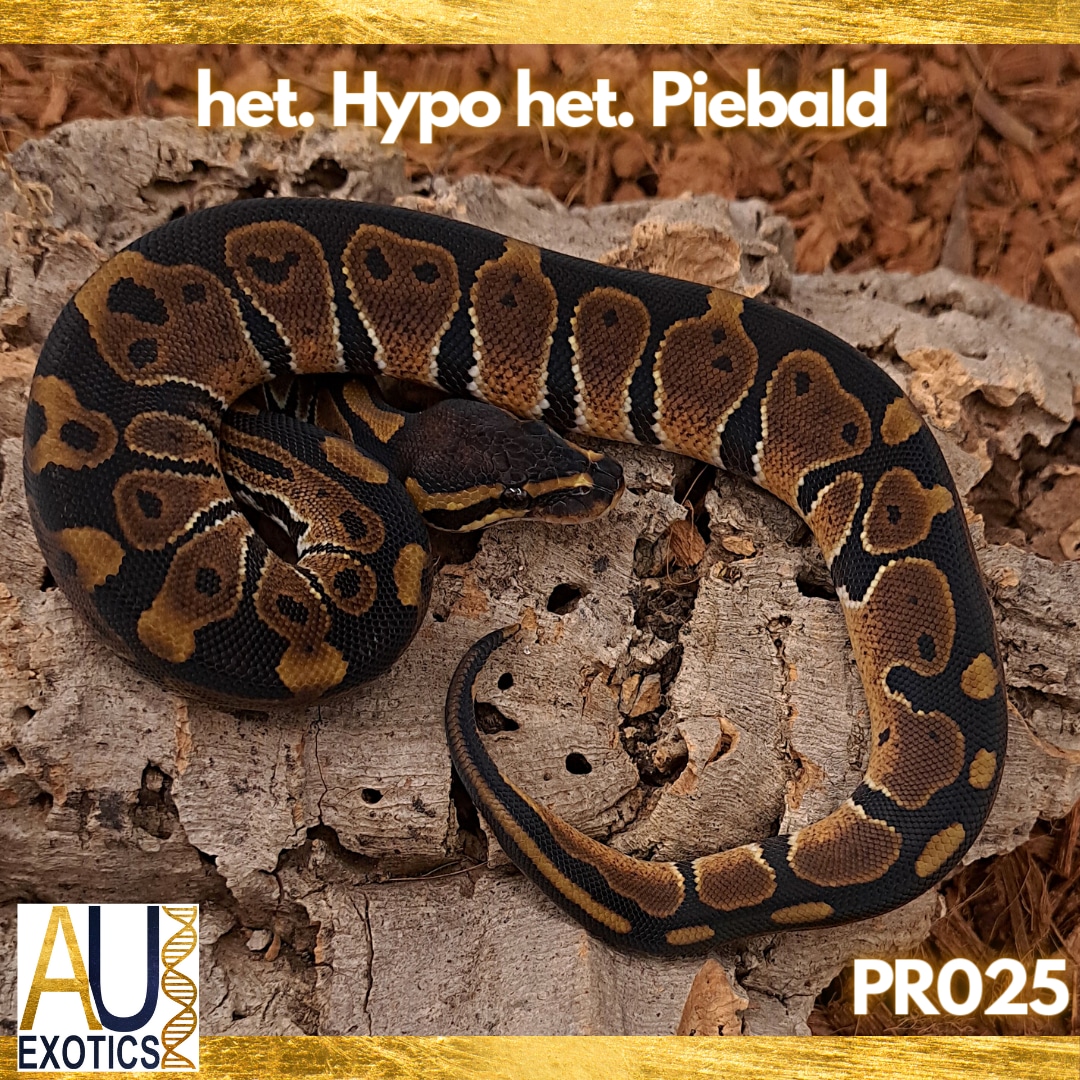 Het. Hypo Het. Piebald Ball Python by AUexotics - MorphMarket