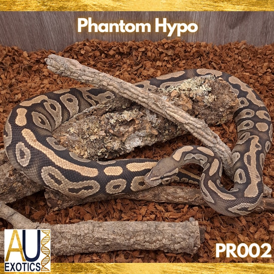 Phantom Hypo Ball Python by AUexotics