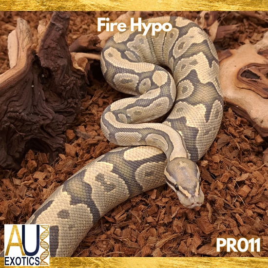 Fire Hypo Ball Python by AUexotics