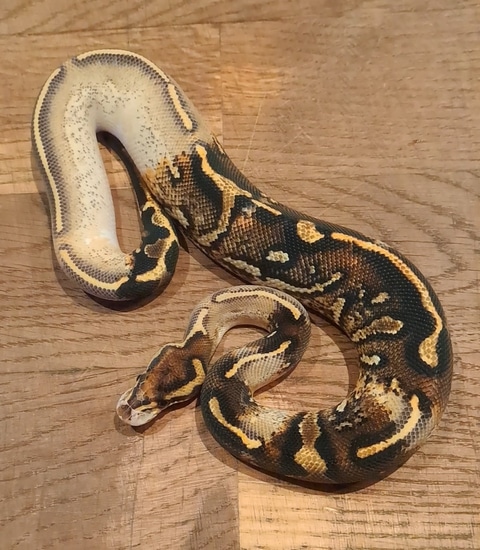 Chimera Leopard Highway Het. Clown Het. Piebald Ball Python by AUexotics
