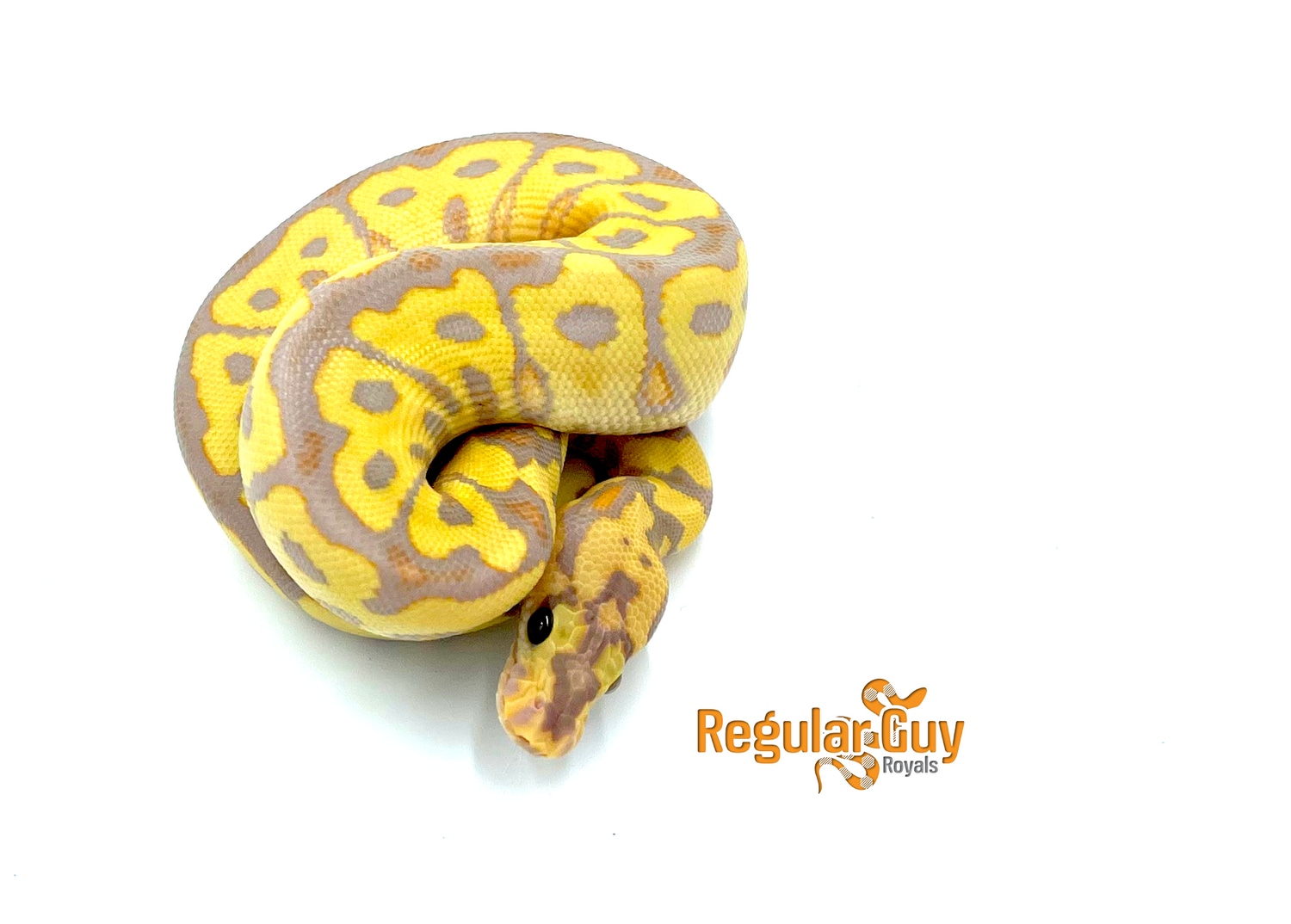 Spotnose Coral Glow Clown Ball Python by Regular Guy Royals - MorphMarket
