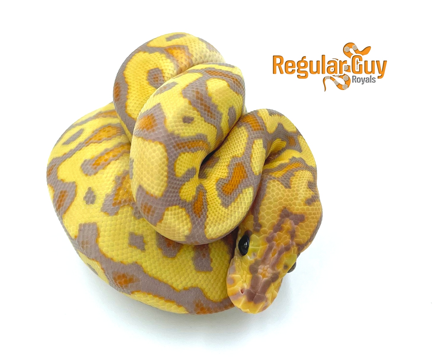 Spotnose Coral Glow Clown Ball Python by Regular Guy Royals - MorphMarket