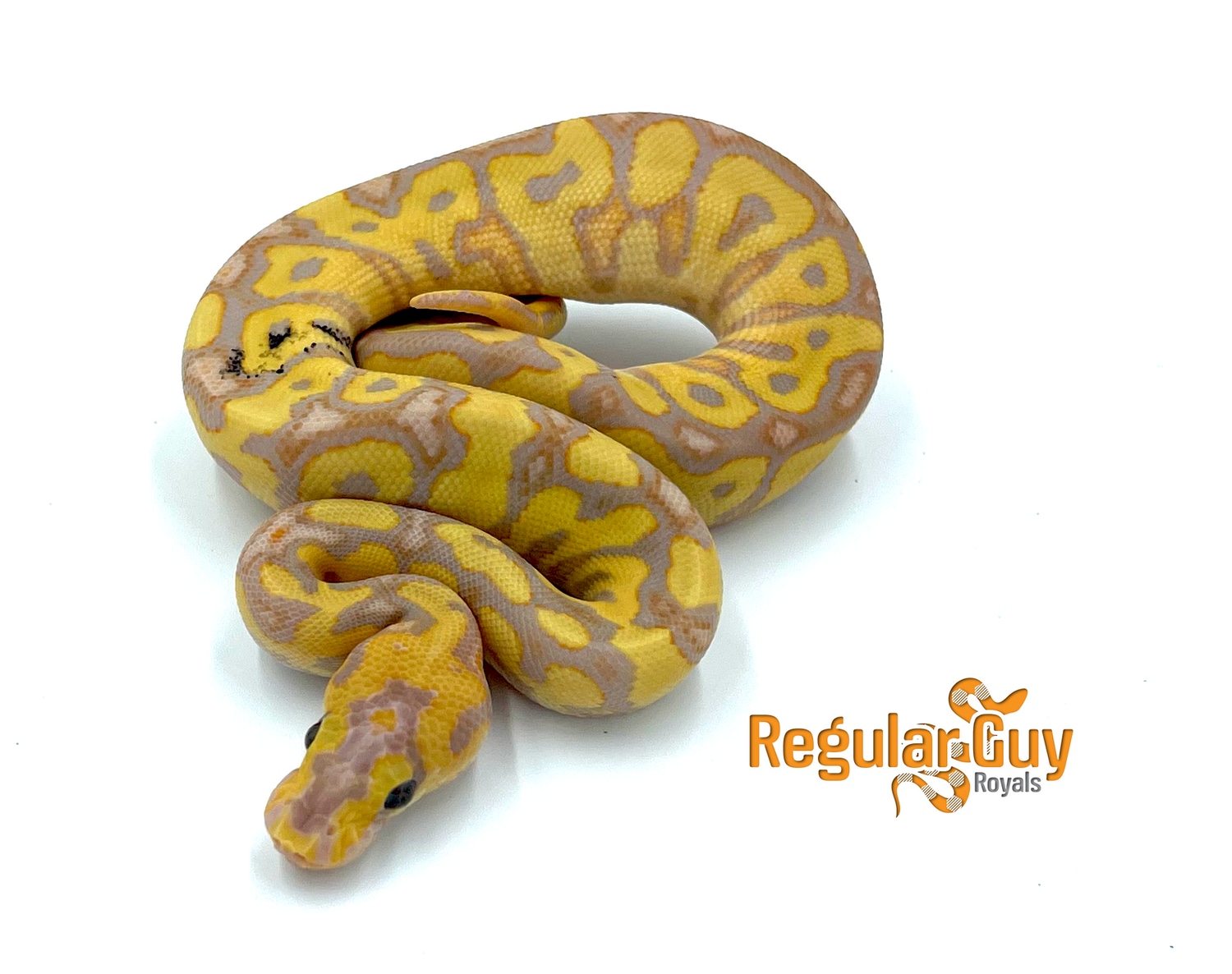 Spotnose Coral Glow Clown Ball Python by Regular Guy Royals - MorphMarket