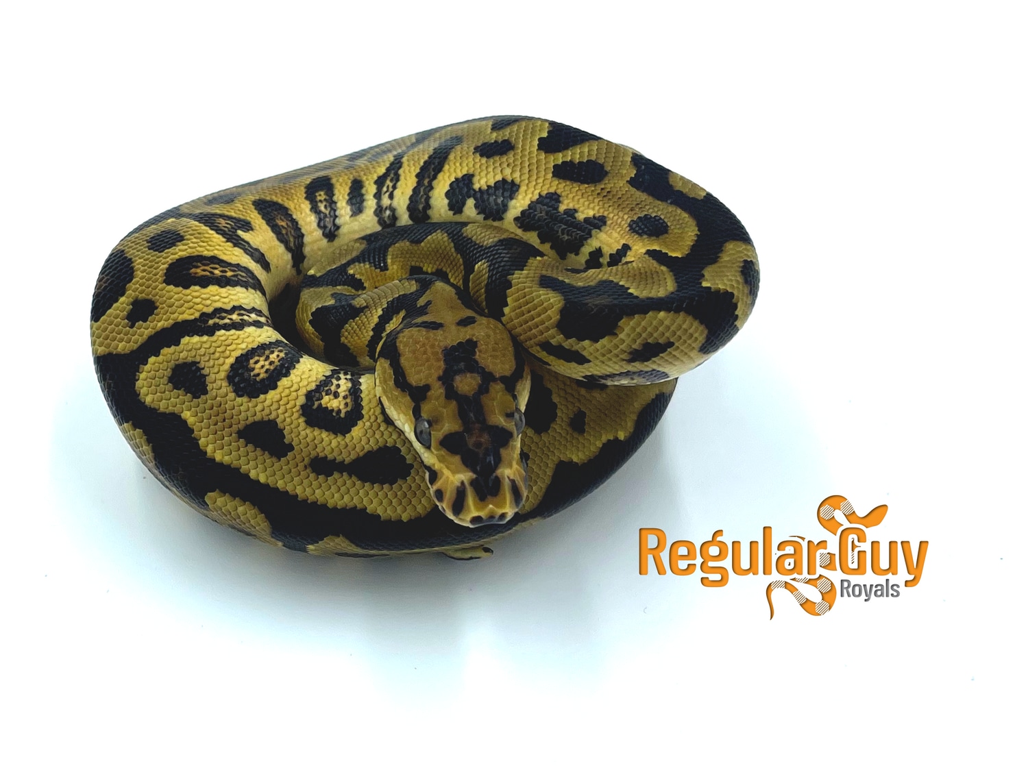 Spotnose Clown (Poss Enchi) Ball Python by Regular Guy Royals - MorphMarket