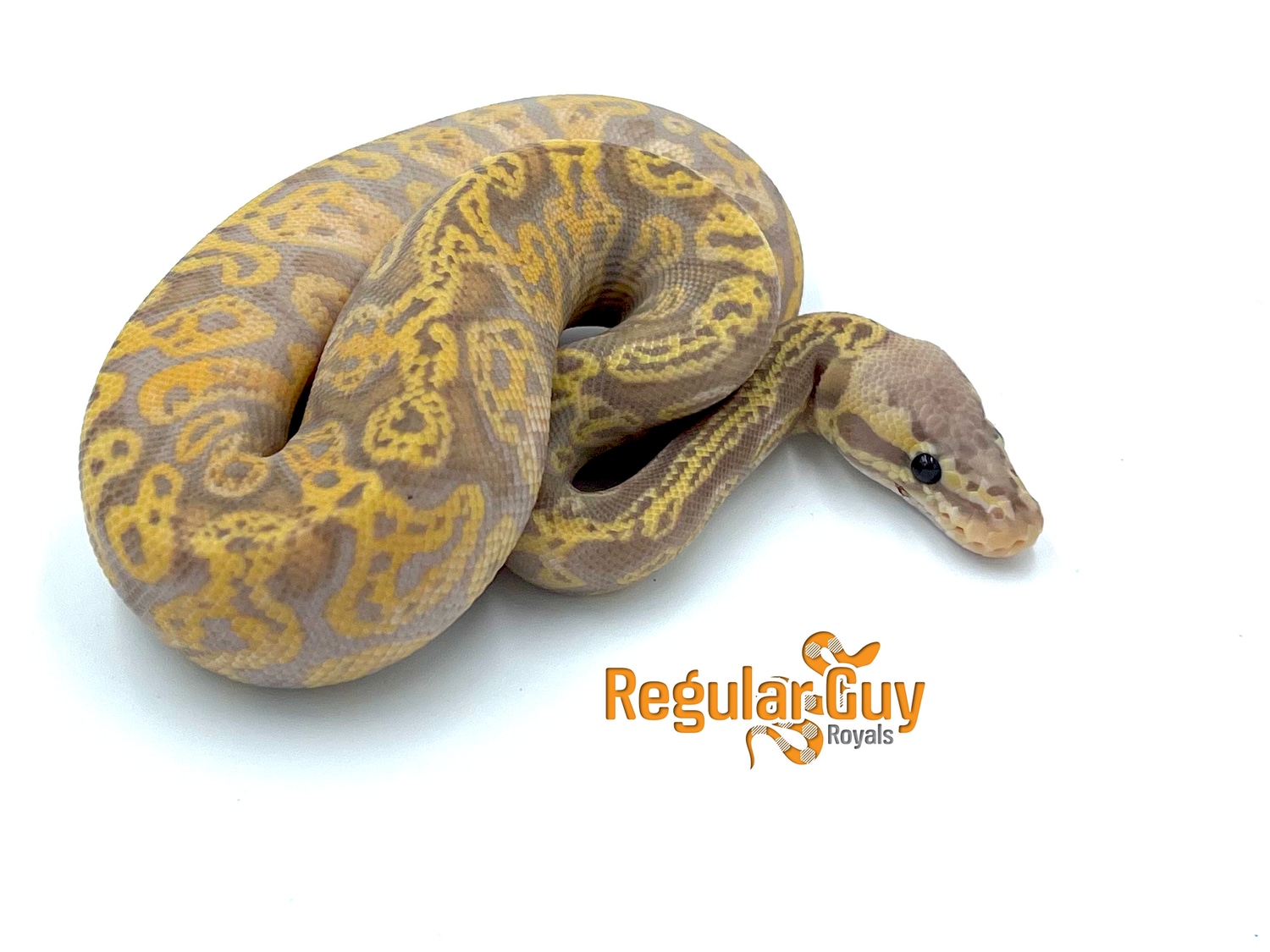 Pastel Spotnose Confusion Coral Glow Ball Python by Regular Guy Royals ...