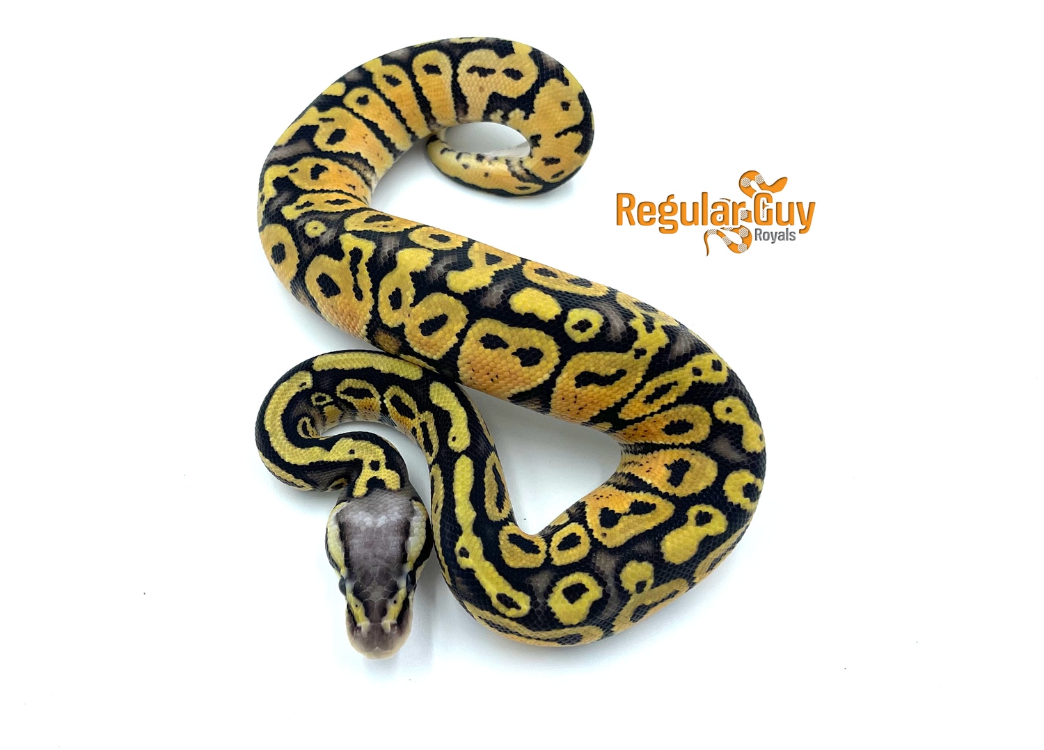 Pastel Spotnose (Poss Yellow Belly) Ball Python by Regular Guy Royals ...