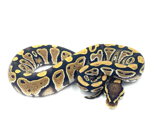 Lace Het Clown Ball Python by Regular Guy Royals