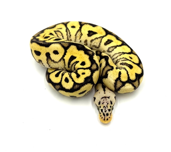 Pastel Lace Spotnose Clown Ball Python by Regular Guy Royals