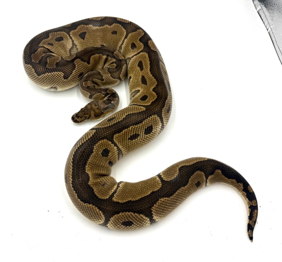Adult Female Clown Ball Python by Regular Guy Royals