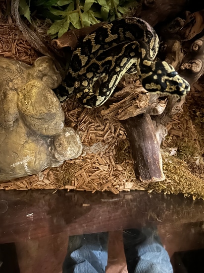 Rio 4.5 Year Old Jungle Carpet Python by Aunt Annas Reptile Rescue