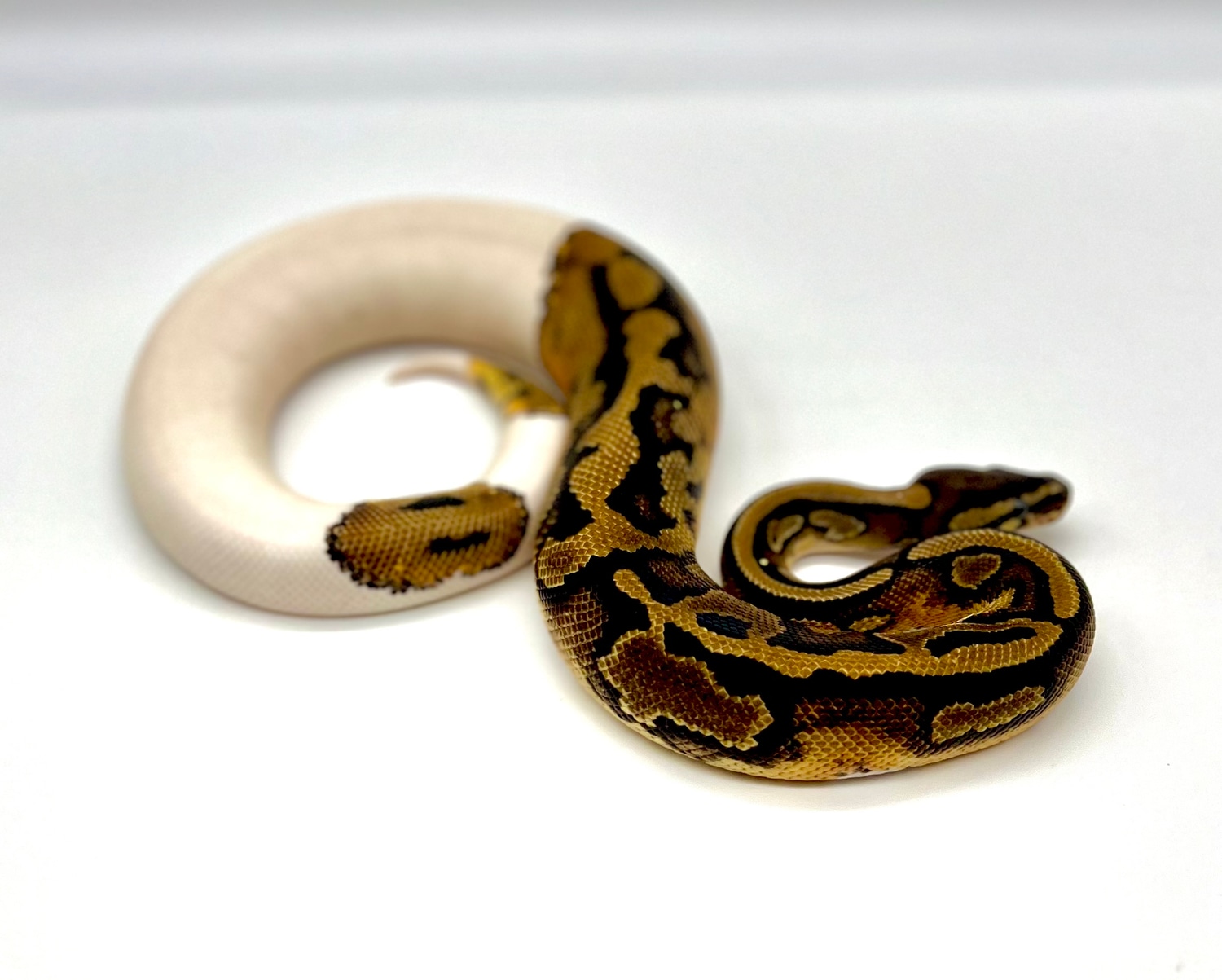Yellow Belly Possible Orange Dream Pied Male Ball Python by Mimzies ...