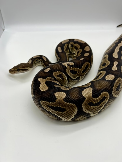 Dark Cinnamon Female RTB Ball Python by Mimzies Morphs