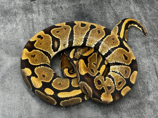 Wild Type 100% Het Ultramel Ball Python by Aura