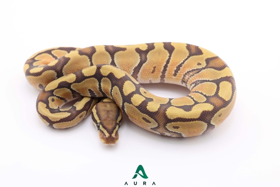 Enchi Hypo 100% Het Sunset Ball Python by Aura