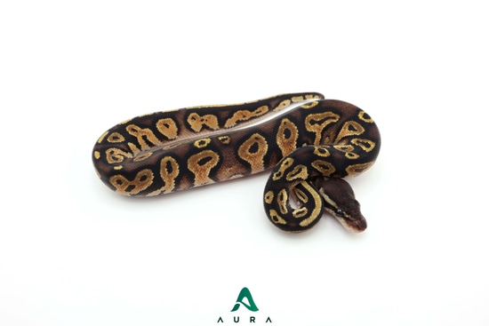 Pastel Blackhead 100% Het Hypo 100% Het Sunset Ball Python by Aura