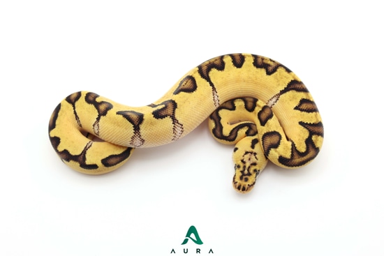 Pastel Enchi Clown 100% Het Sunset Ball Python by Aura
