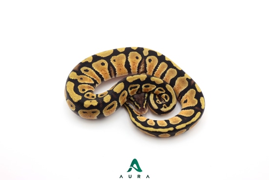 Pastel 100% Het Hypo 100% Het Sunset Ball Python by Aura